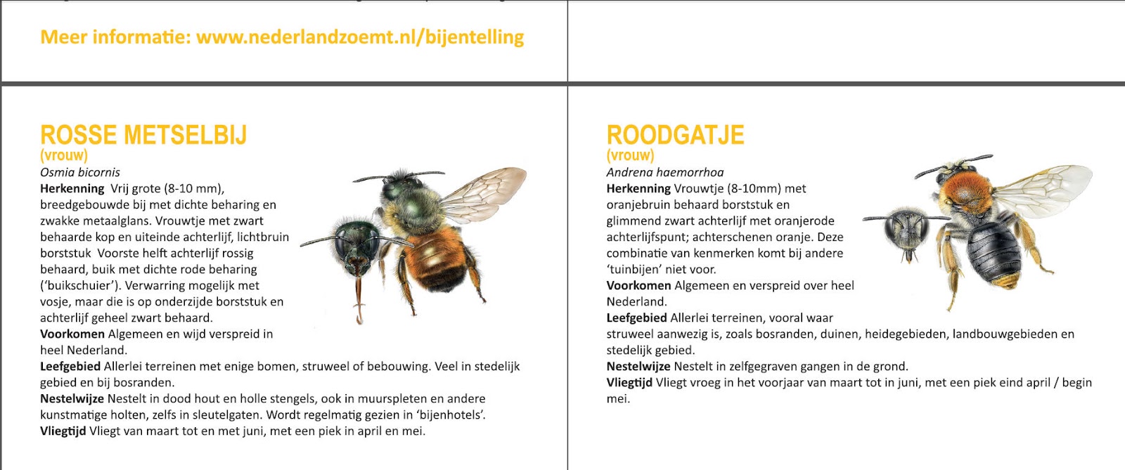 Natuurfotografie-Anita's-Art: Doe de bijentest: ken jij het verschil ...