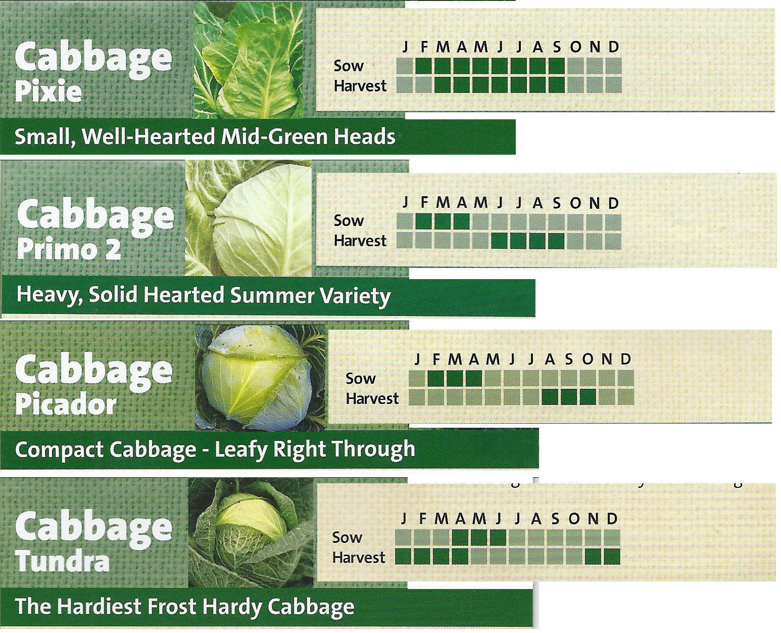 Alans Allotment: Year Round Cabbage Collections