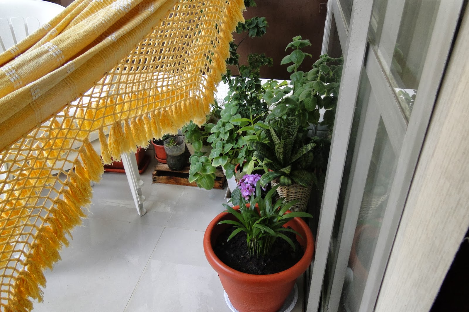 VIVENDO COM CIÊNCIA: Horta na Varanda