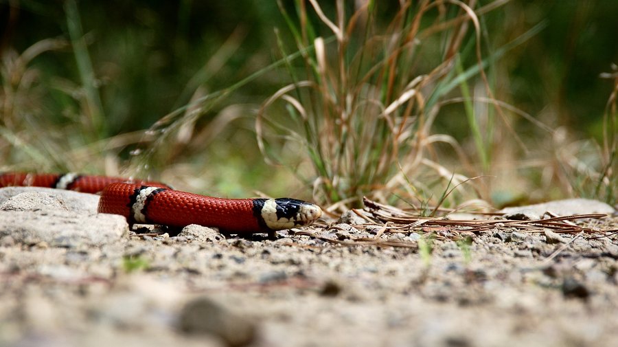 Our Beautiful World: Beautiful red snakes
