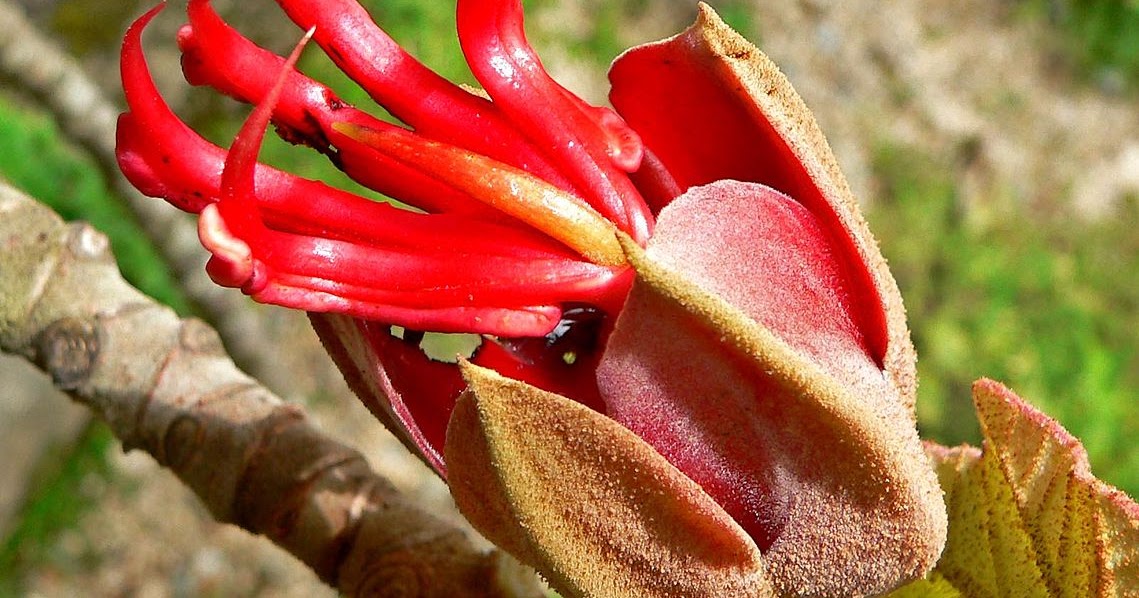 Board of Info: The Devil's Hand Tree: Creepy or Fascinating?