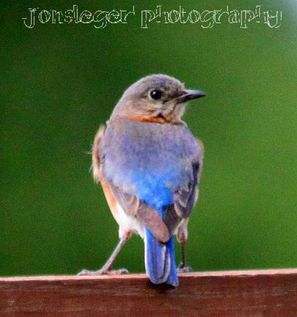 Northern Illinois Birder: Eastern Bluebirds - Texas Birds