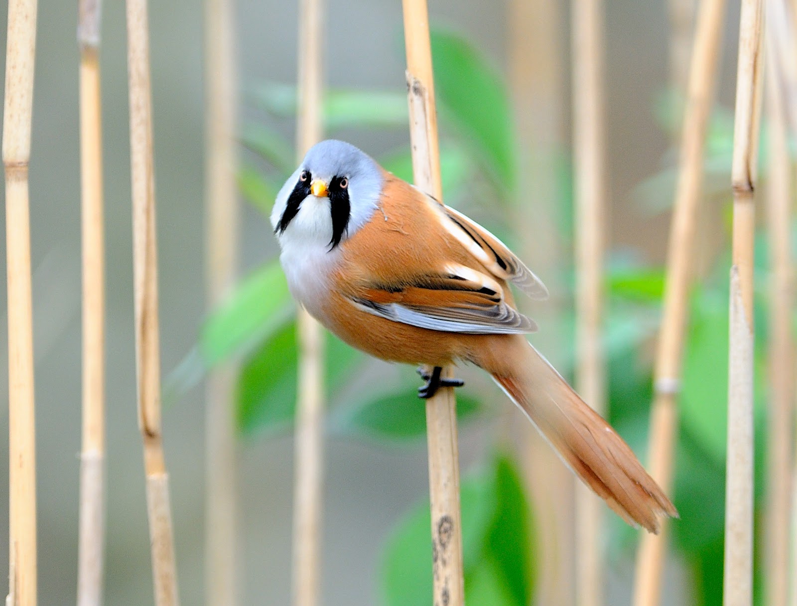 Bearded Reedling