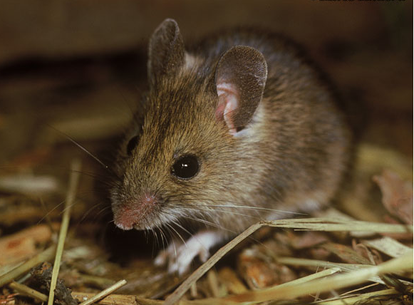 An angel in the garden: Marvellous, Charlie and Oh dear!