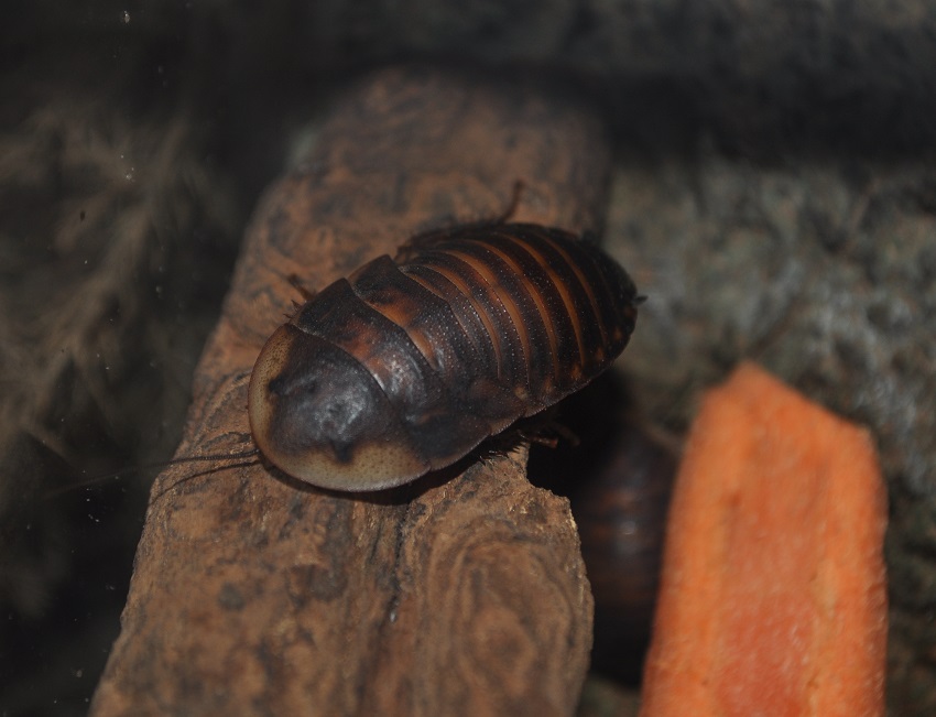 ZOOTOGRAFIANDO (6.100 ANIMALS): CUCARACHA SILBADORA CUBANA / CUBAN ...