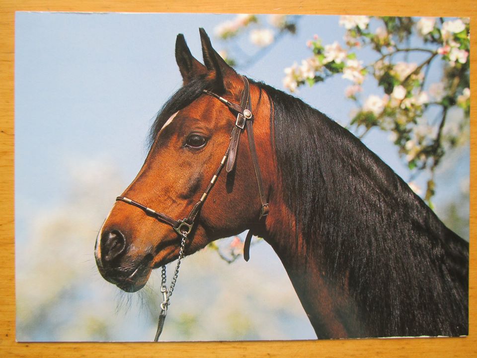 BAZAR FOTOGRÁFICO DE HAGLITA: MIS POSTALES de CABALLOS