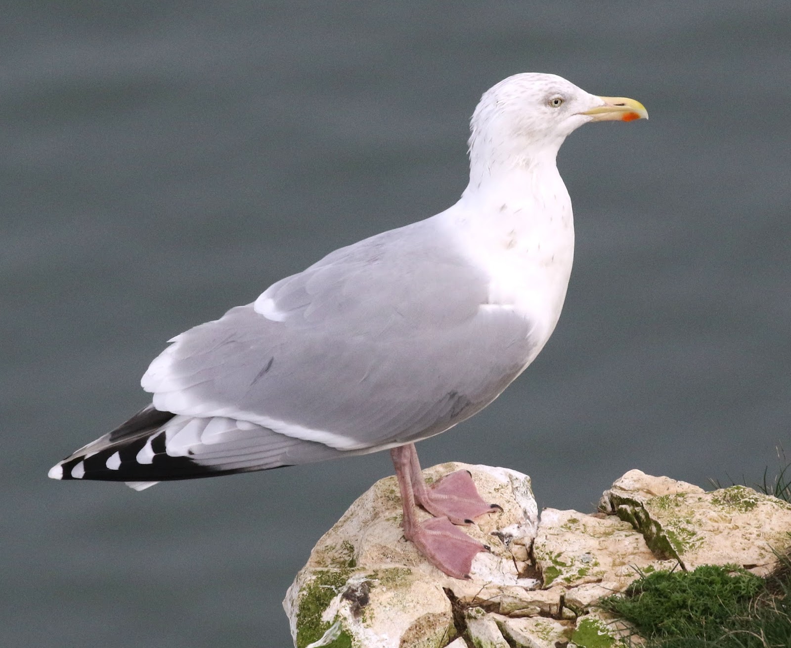 Birding with Flowers: Wide-Eyed & Headless