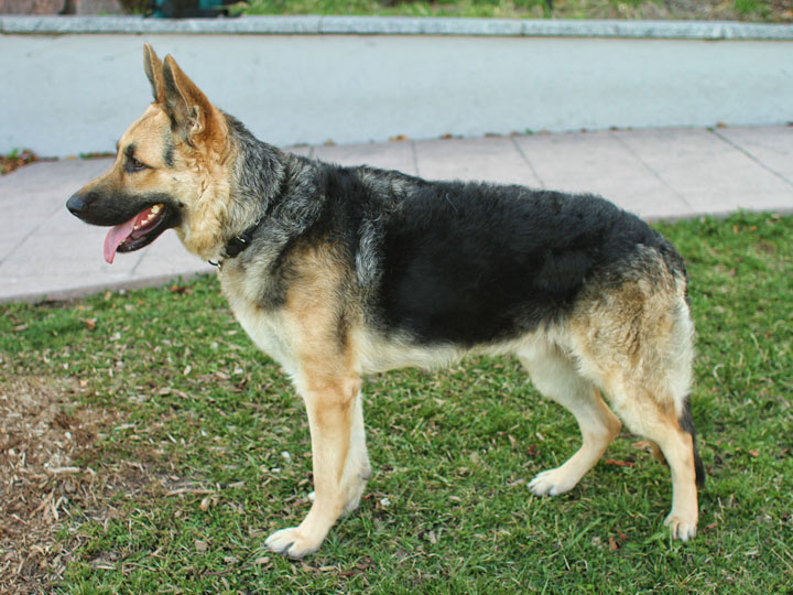 Jimmy - German Shepherd Dog