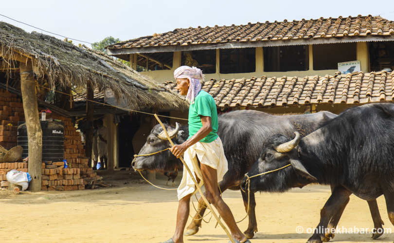 Treasure of Tharu Culture: Maghi Homestay (Photo feature)