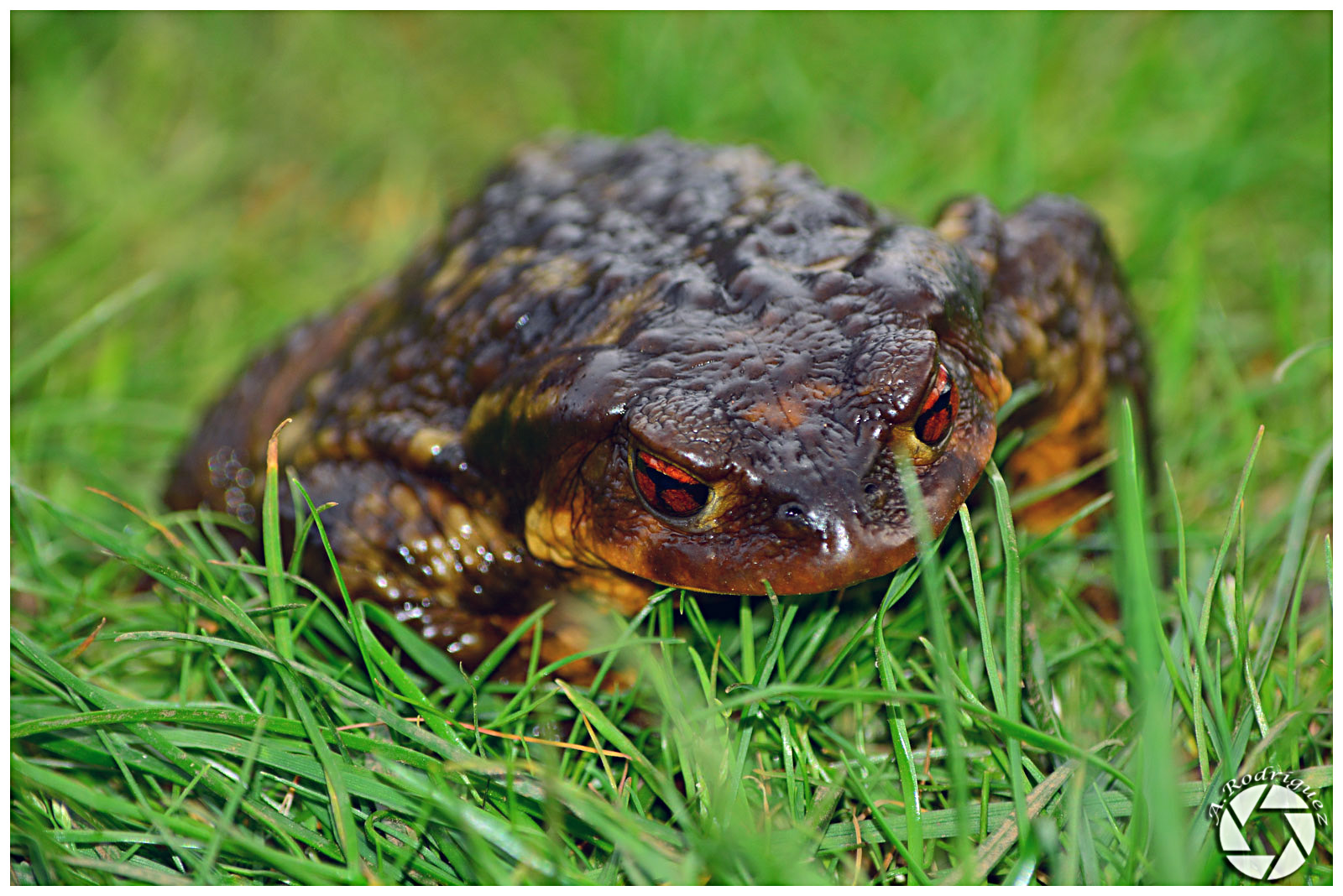 Naturaleza y Paisajes de España: Sapo común