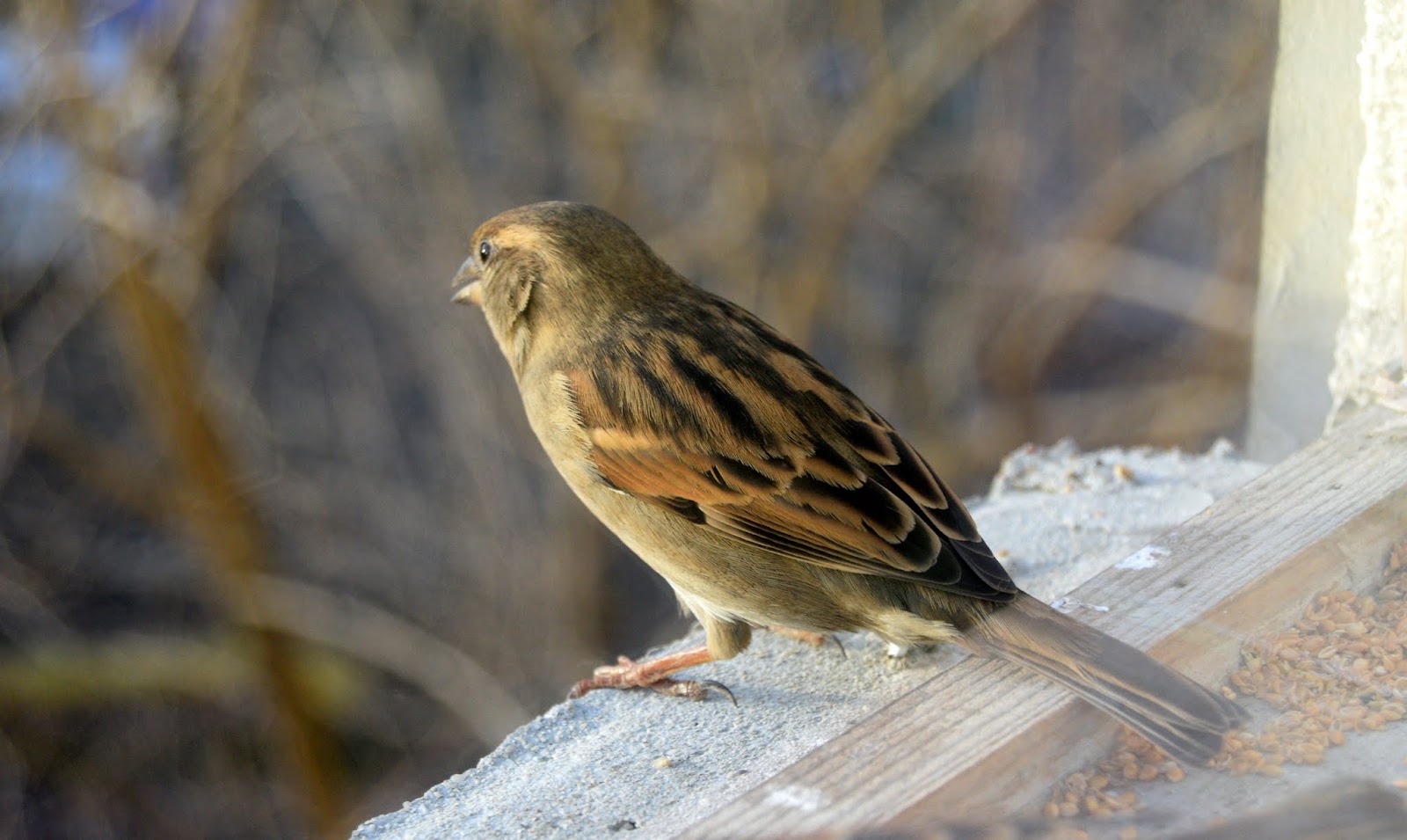 Frumusetile naturii: Vrabia de casa (Passer domesticus)