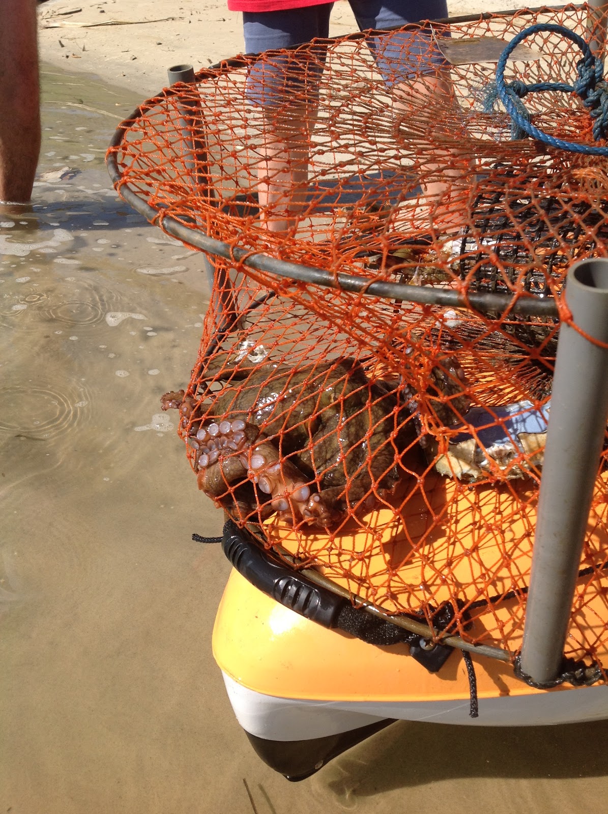 i livie here: Octo-crab.