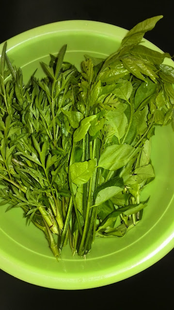 namakucella: ULAM PUCUK SENERUI...PUCUK PUTAT...PUCUK ULAM RAJA