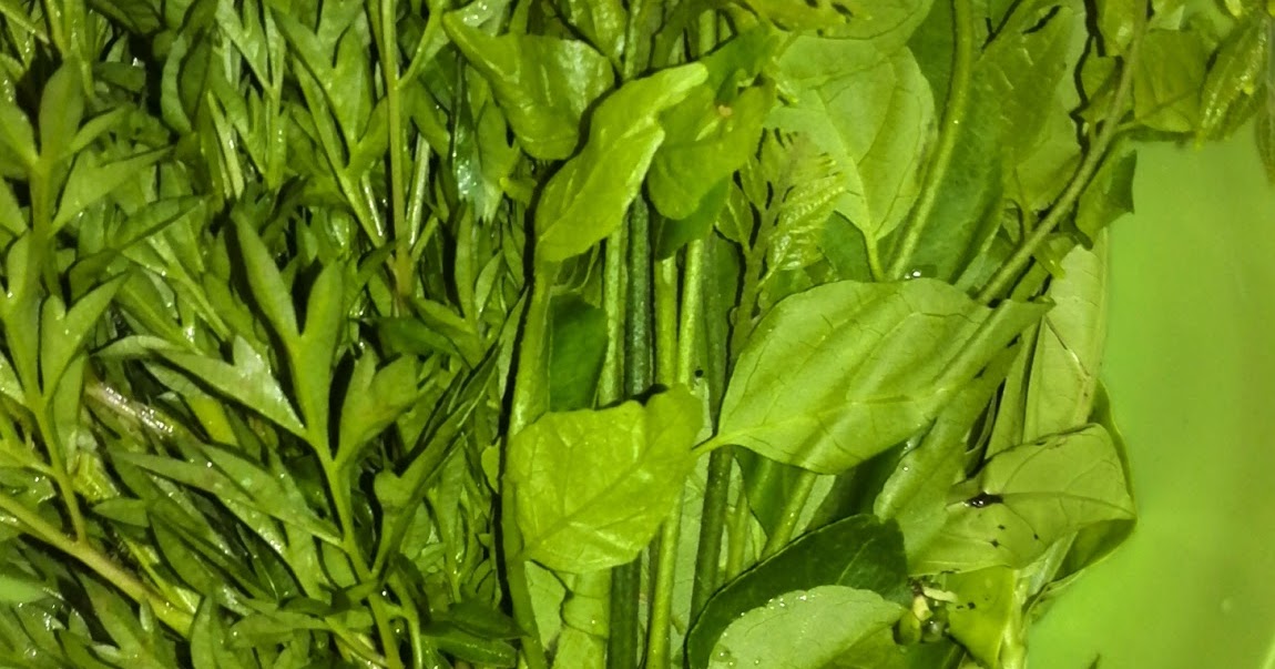 namakucella: ULAM PUCUK SENERUI...PUCUK PUTAT...PUCUK ULAM RAJA