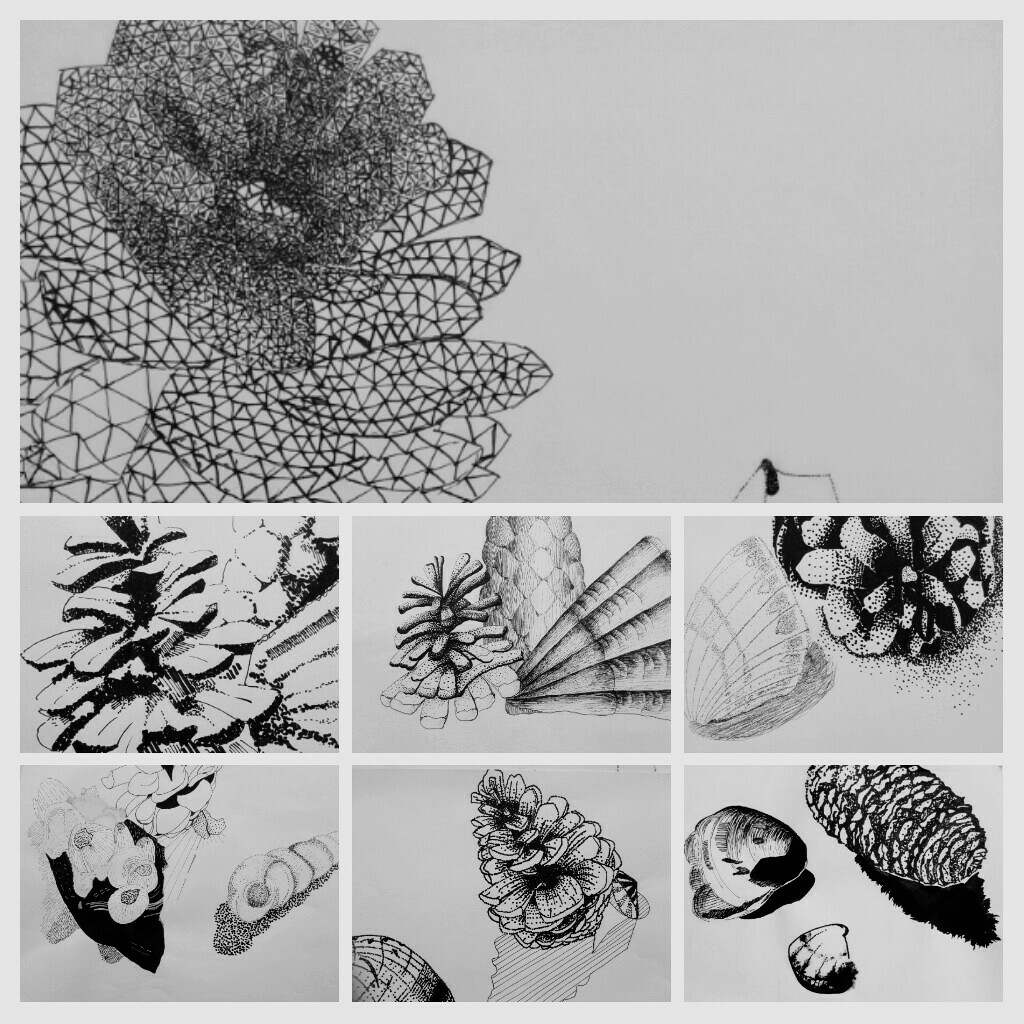 MANaa Diderot: Coquillages, pignes de pin