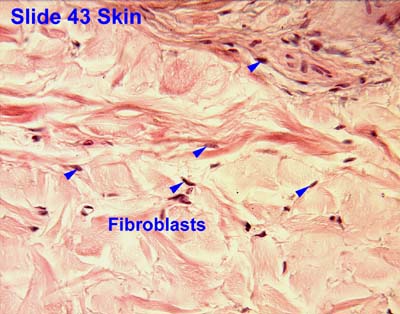 HISTOLOGY PICTURES: Connective Tissue