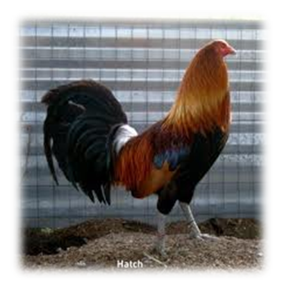 JI GALLOS: HISTORIA DE LOS HATCH