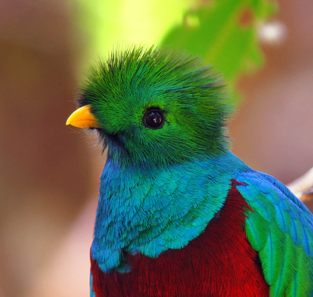GOLDEN-HEADED QUETZAL