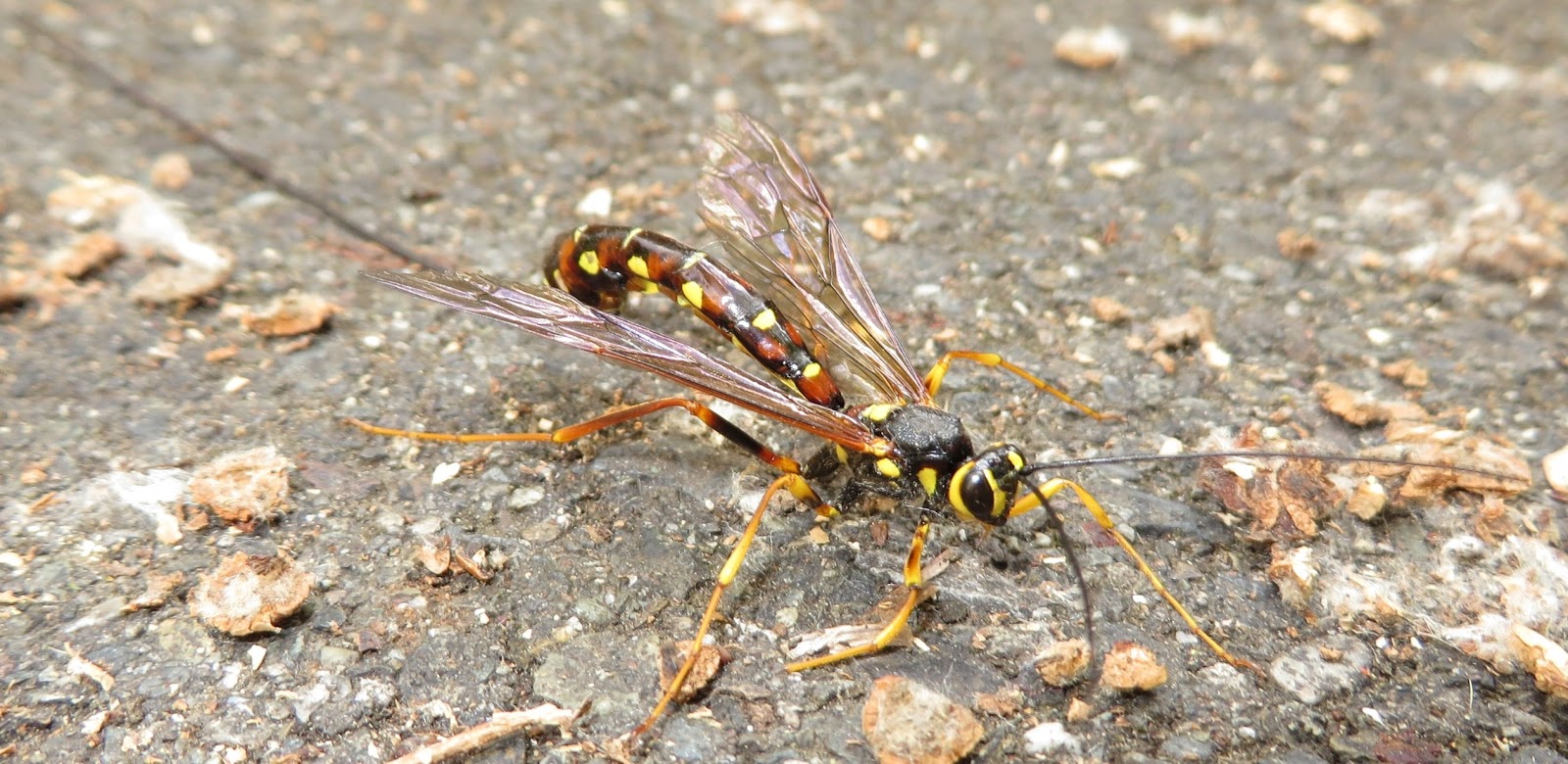 Real Everything Else: Megarhyssa nortoni - huge scary looking wasp