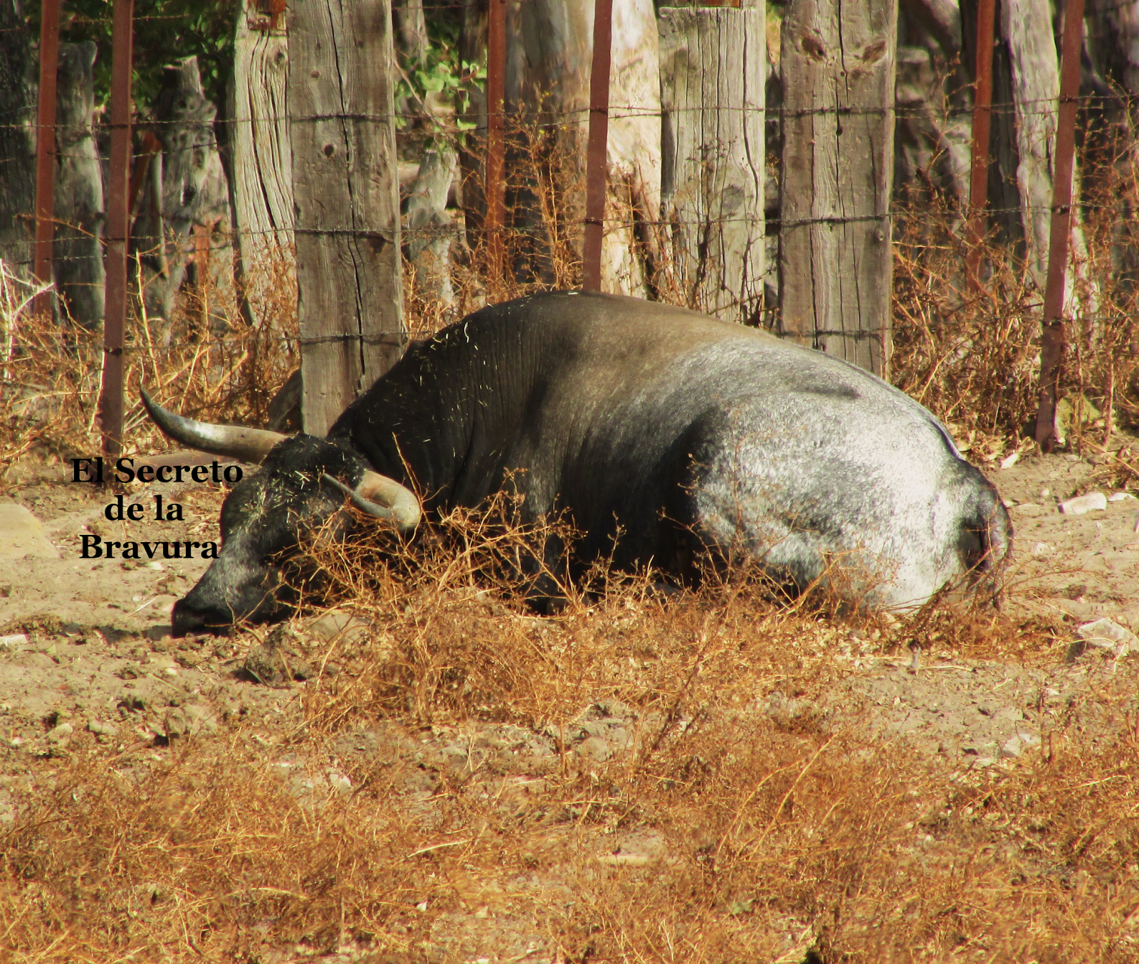 El Secreto de la Bravura: Te conviertes en un vaquero...(y III)