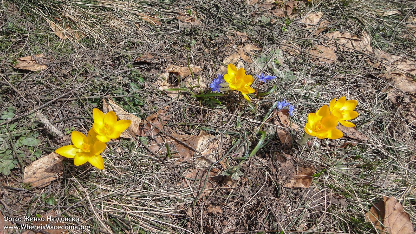 Crocus plant - Medicinal Plants in Macedonia - Macedonia Nature