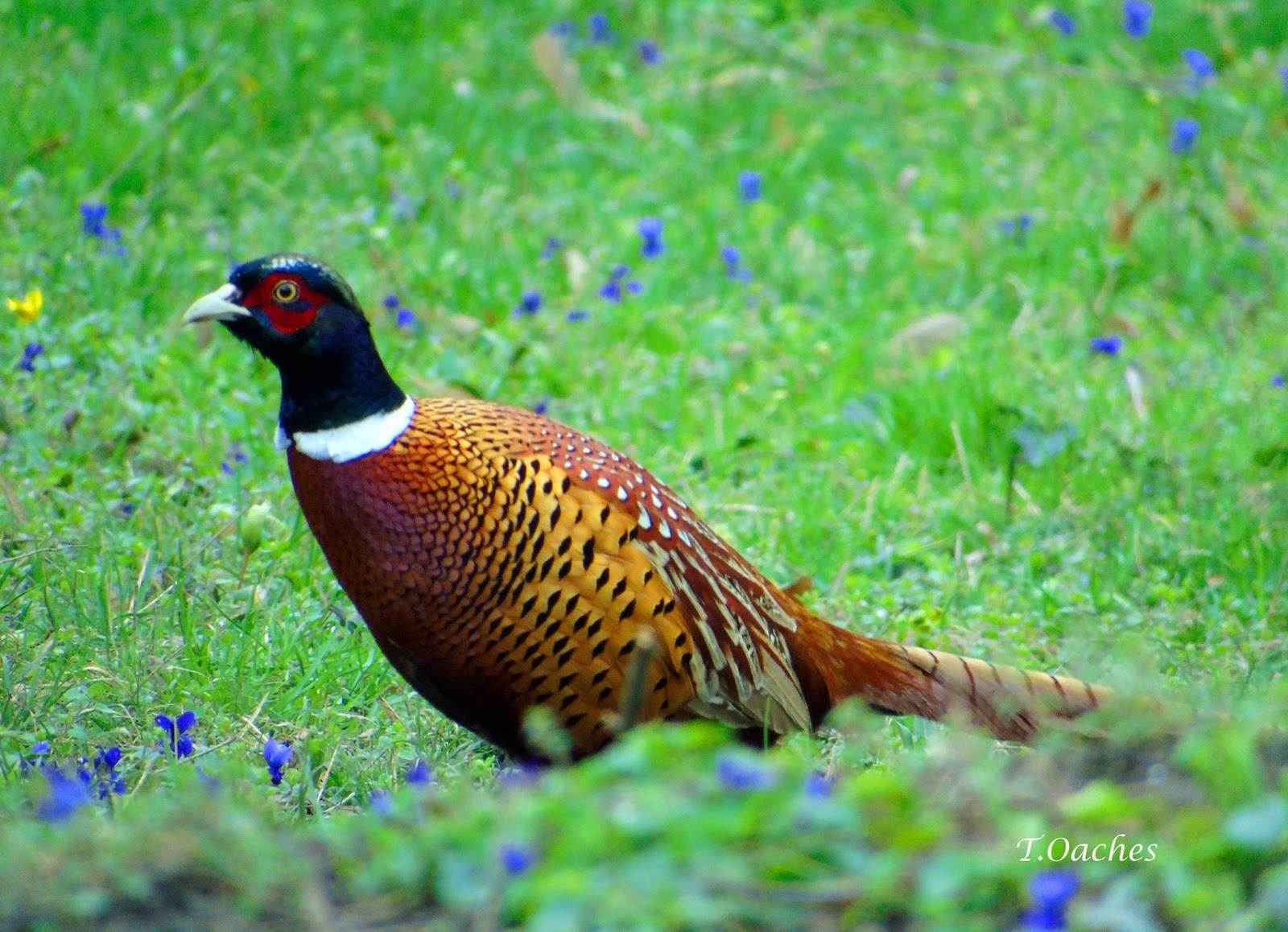 PASARI DIN ROMANIA: FAZAN, Phasianus colchicus