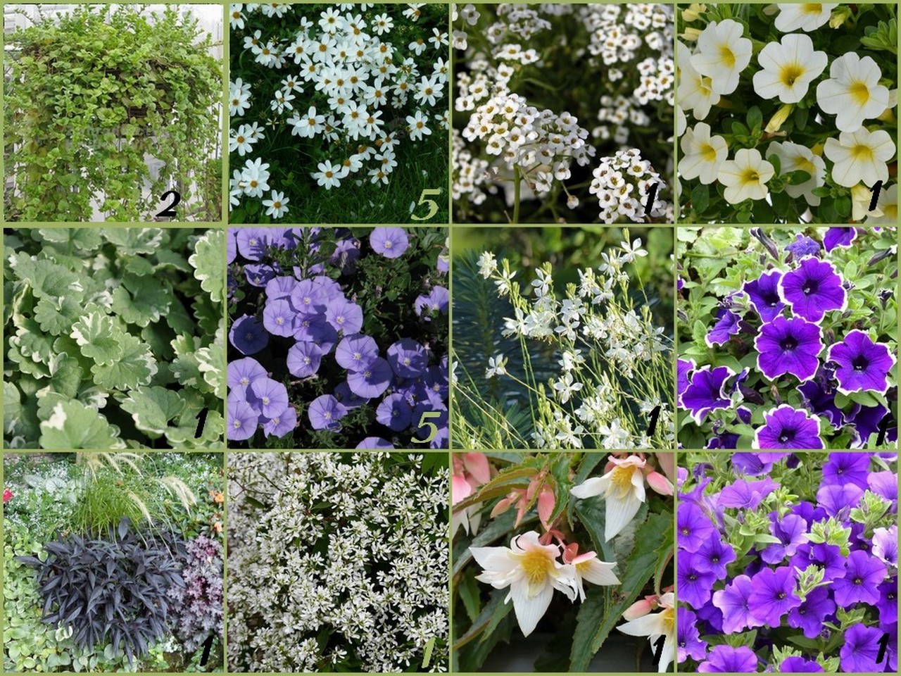 Cagouille's Garden : Commande Promesse de Fleurs