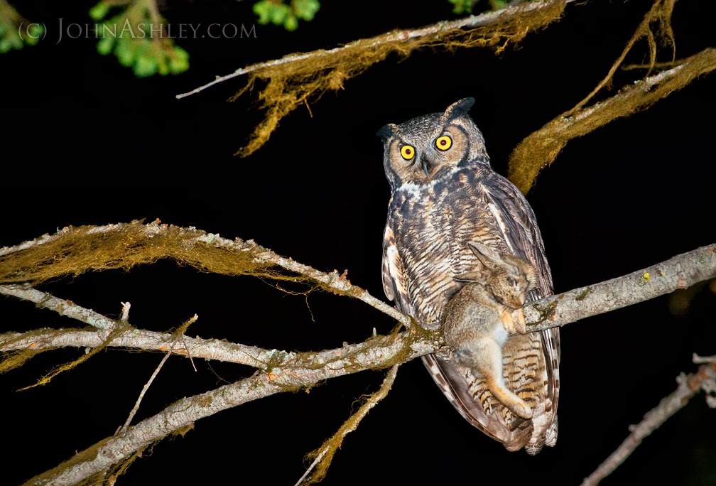 Wild and Free Montana: The Night Shift