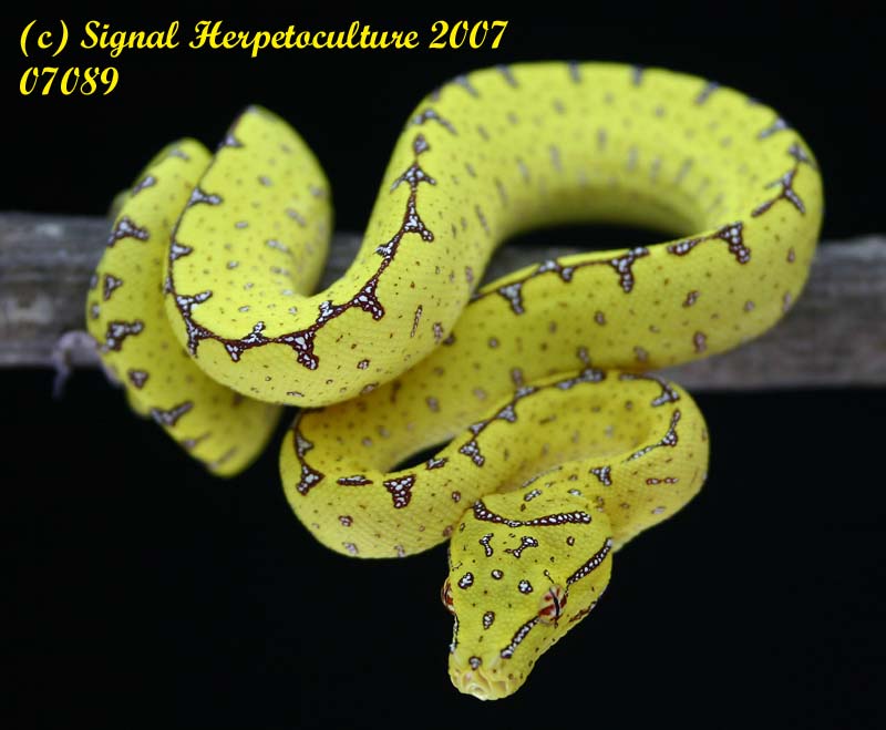 rhiesnua ^ ^: Green Tree Phyton (Chondro)