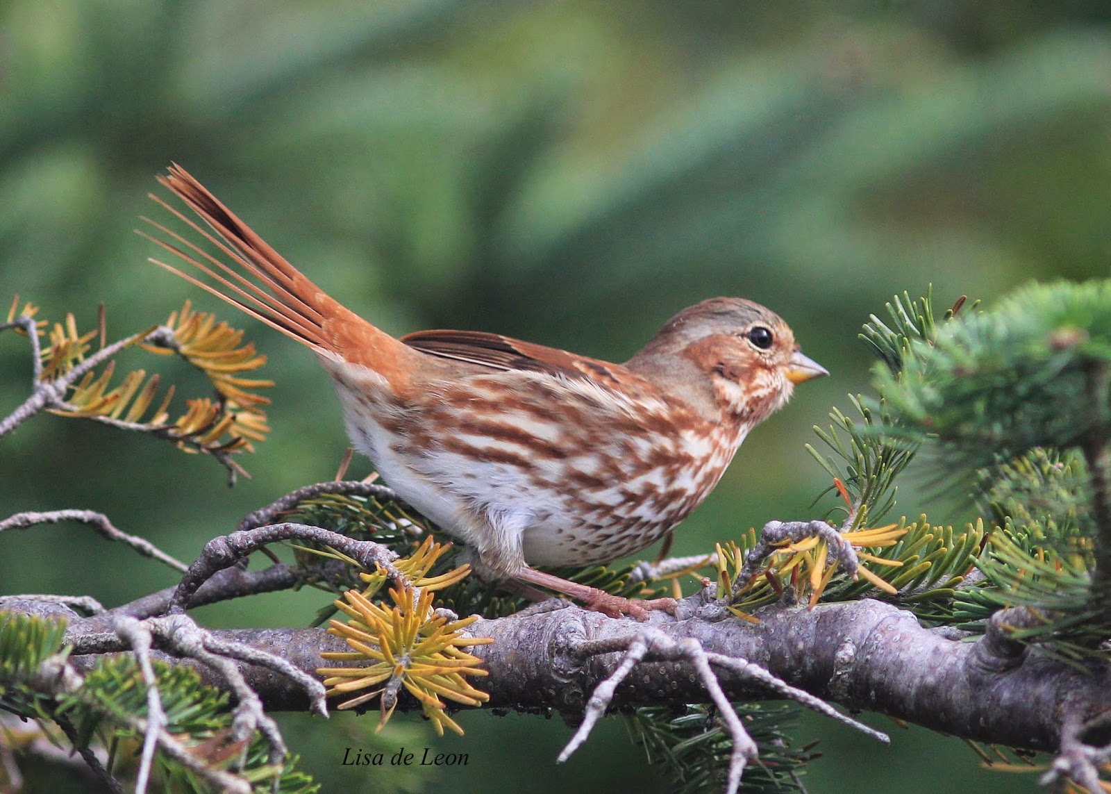 Birding with Lisa de Leon: A Plucky Little Fox Sparrow