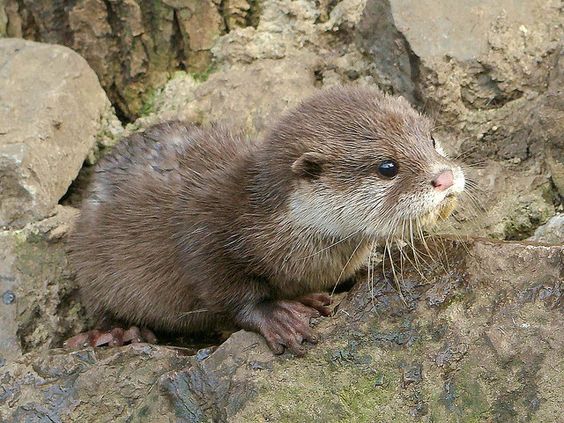PRELIJEPE I ZANIMLJIVE VIDRE.: AZIJSKA VIDRA / ASIAN OTTER /-PRESLATKE ...
