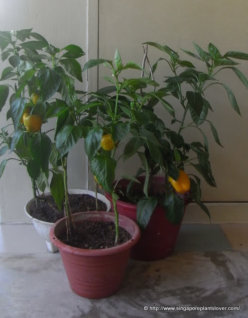 Singapore Plants Lover: Potted pepper