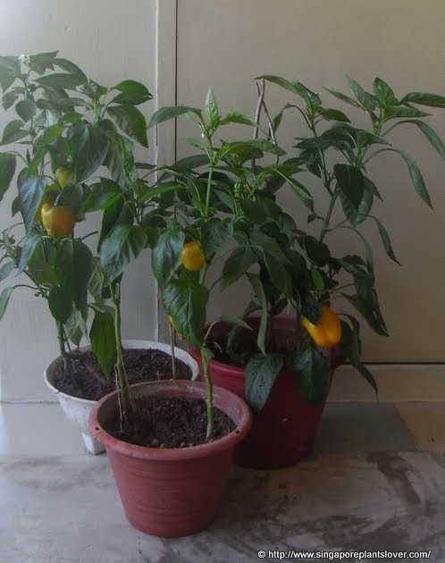 Singapore Plants Lover: Potted pepper
