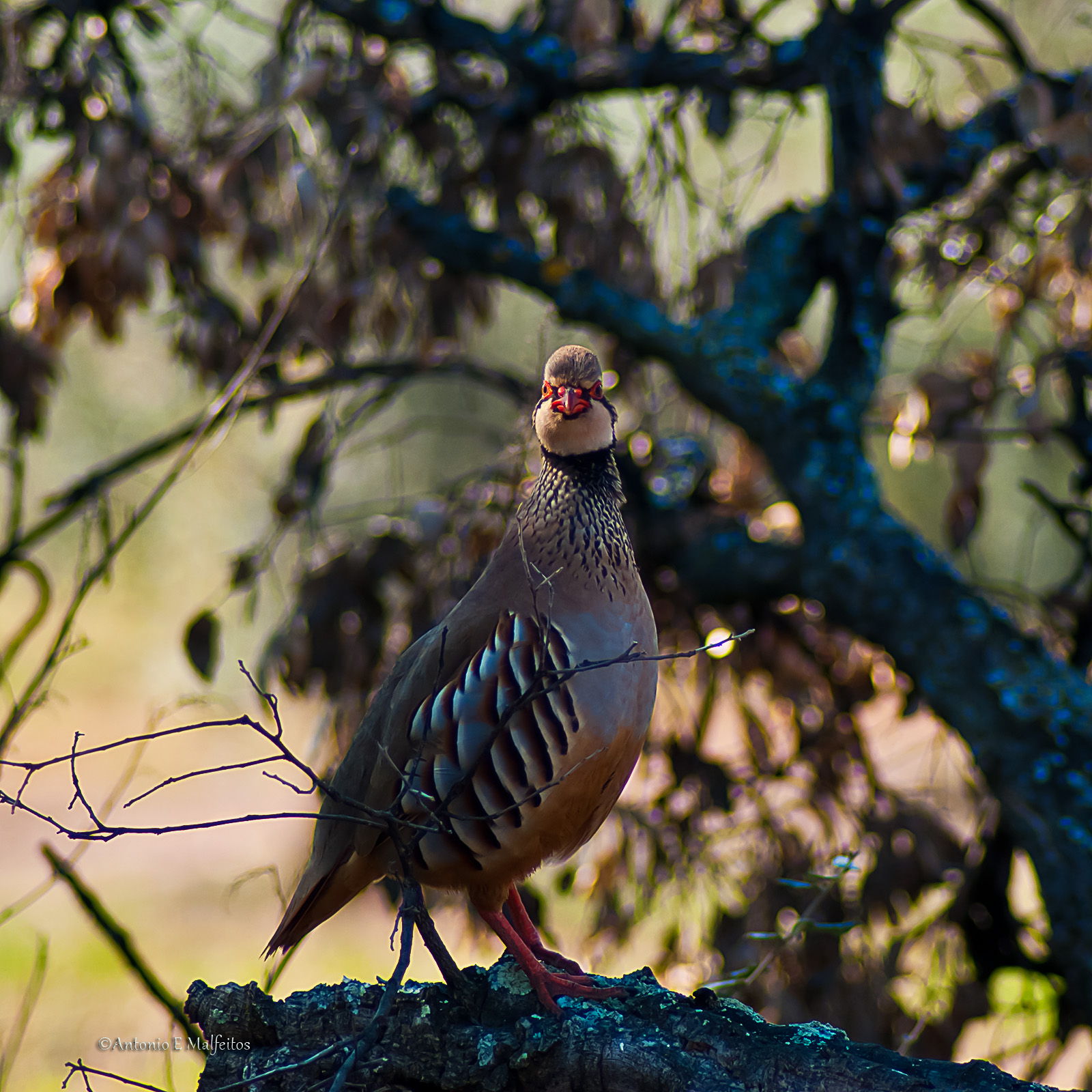 Desde Valdearenales: La Perdiz