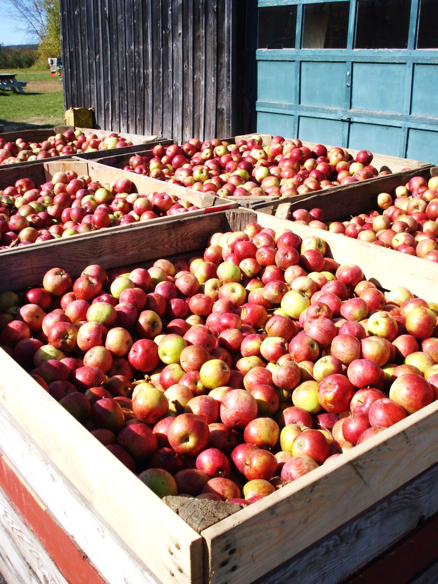 Heart Maine Home: Apple picking {Maine Monday 6}