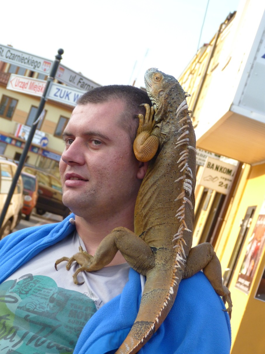 Mitoslavia: ,,Wąż bajeczny, smokiem przezwany od ssania''. Legwany