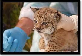 mi diario blog profesional medioambiental: 2014-07-06