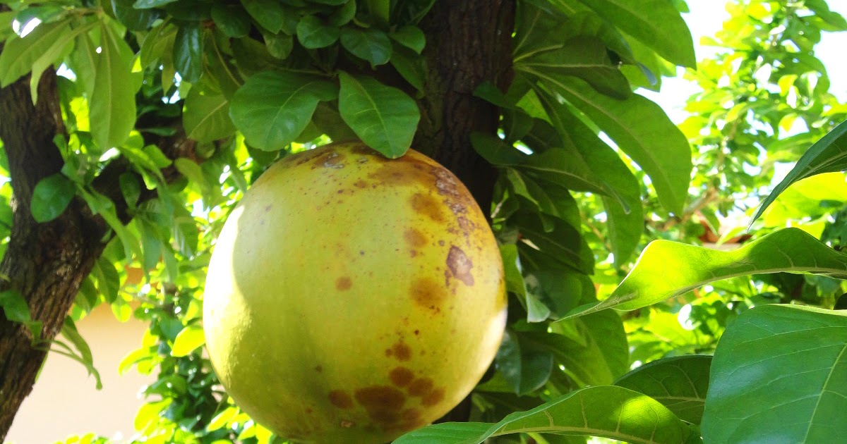 Viveiro Ciprest - Plantas Nativas e Exóticas: Cuietê ou Coité ...