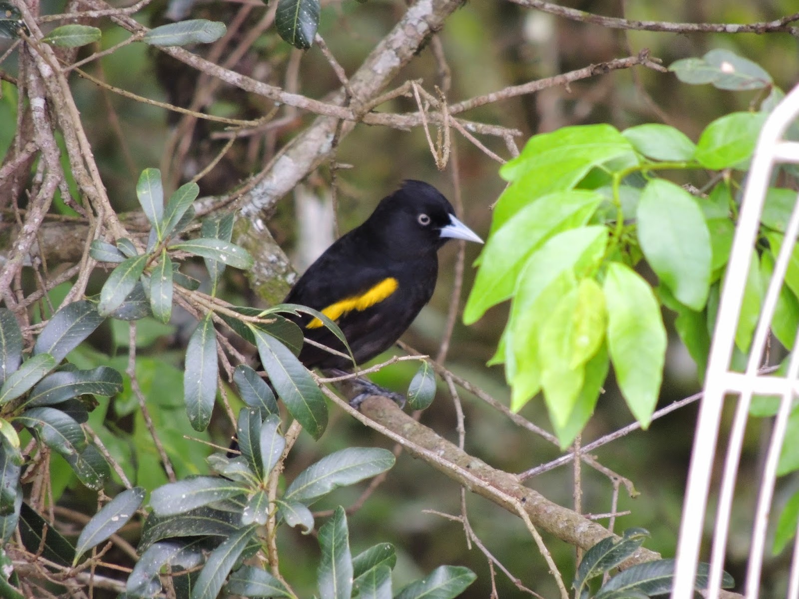 Observando Aves: Tecelão