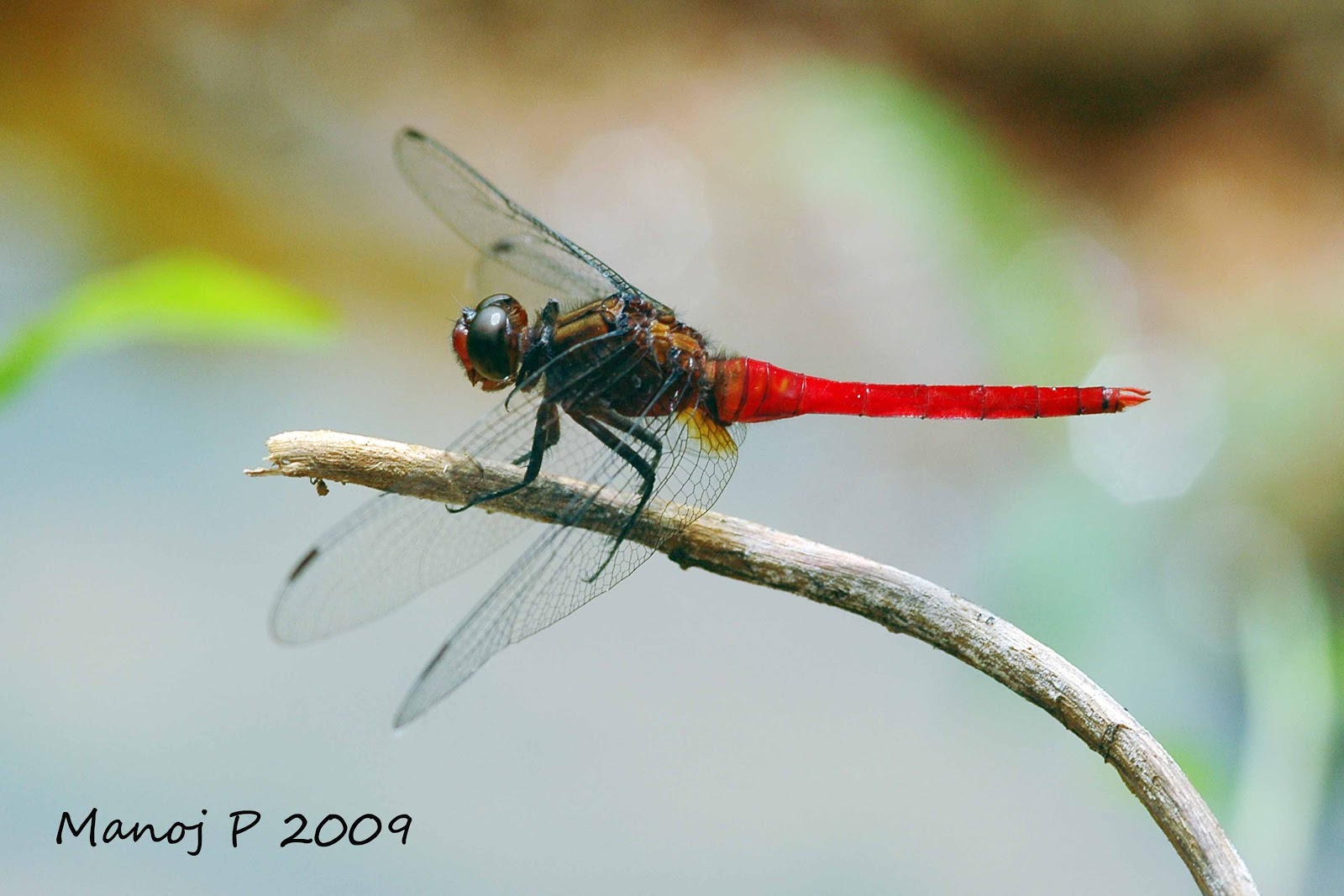 Dragonflies of India