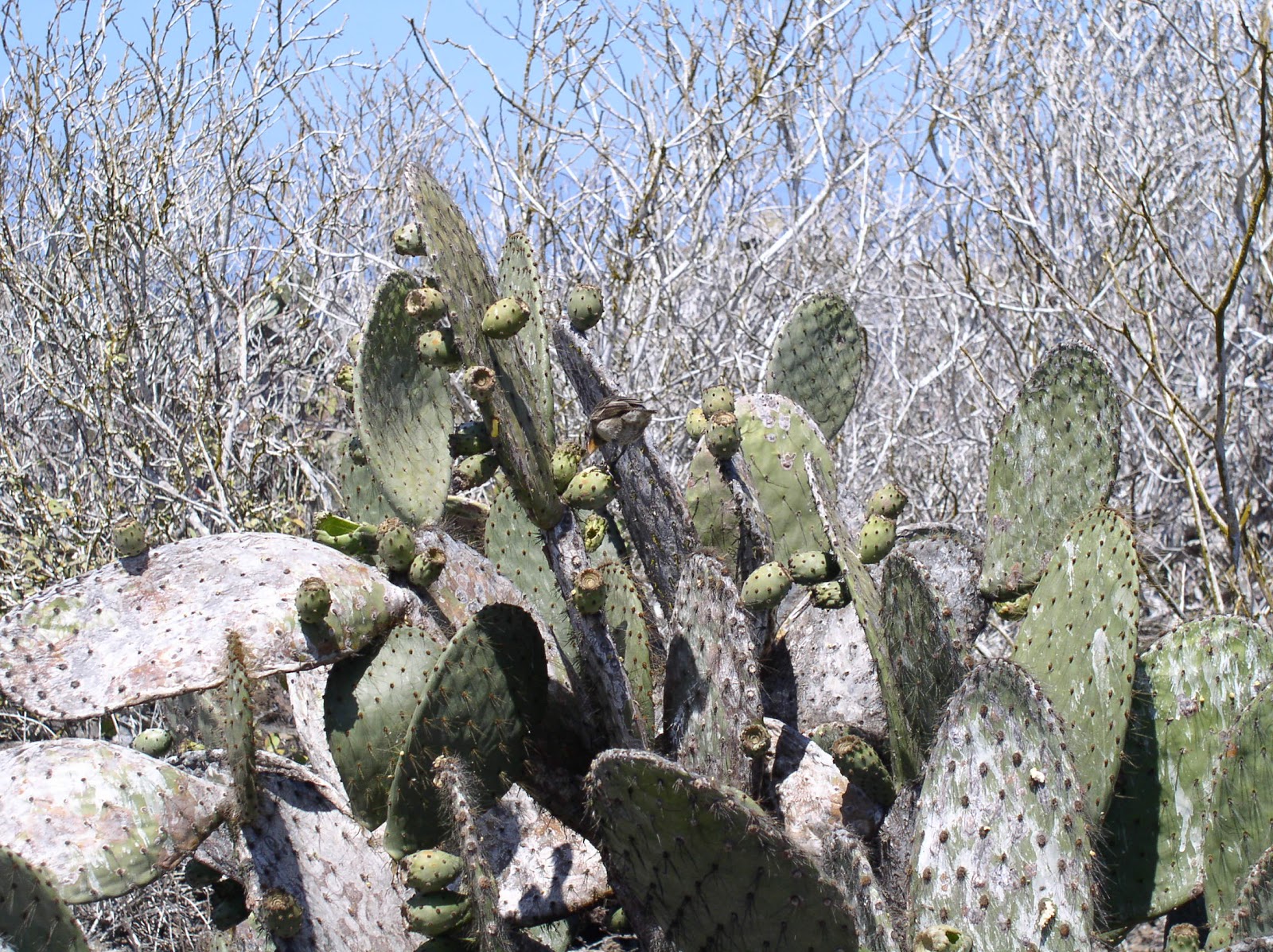 The Arid Lowlands of the Galapagos Islands