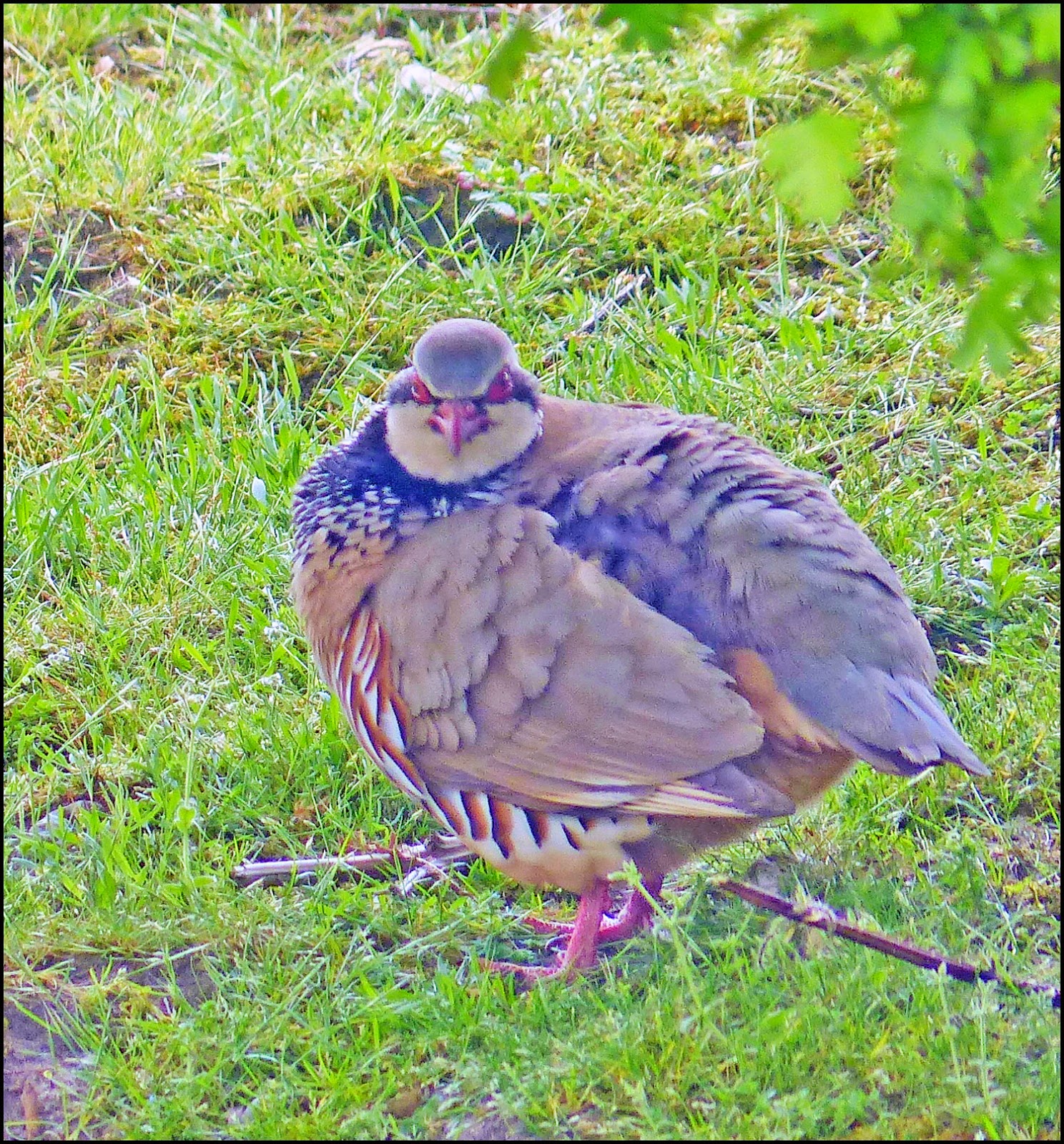 Wild and Wonderful: RSPB Minsmere ... Best of the Rest