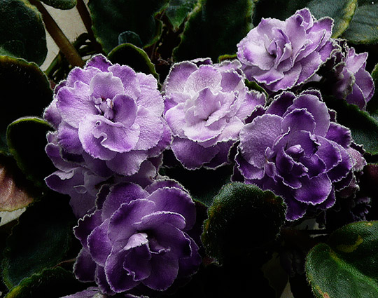 High Altitude Gardening: Growing African Violets
