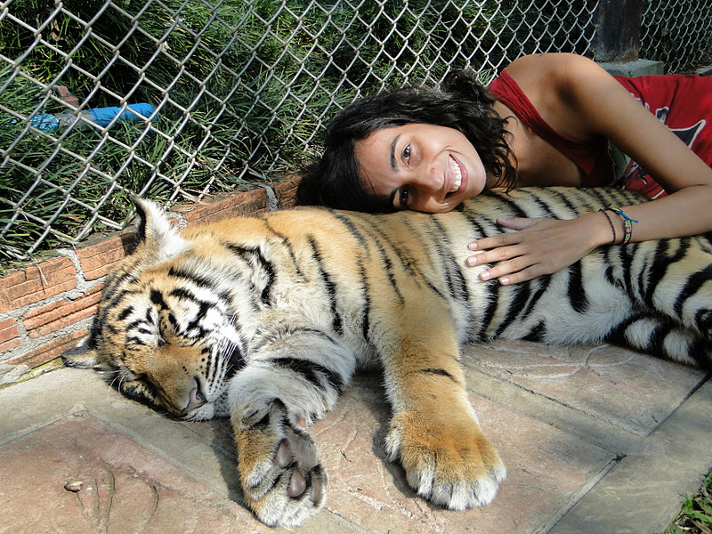 Fotos de tigres pequeños - Imagui