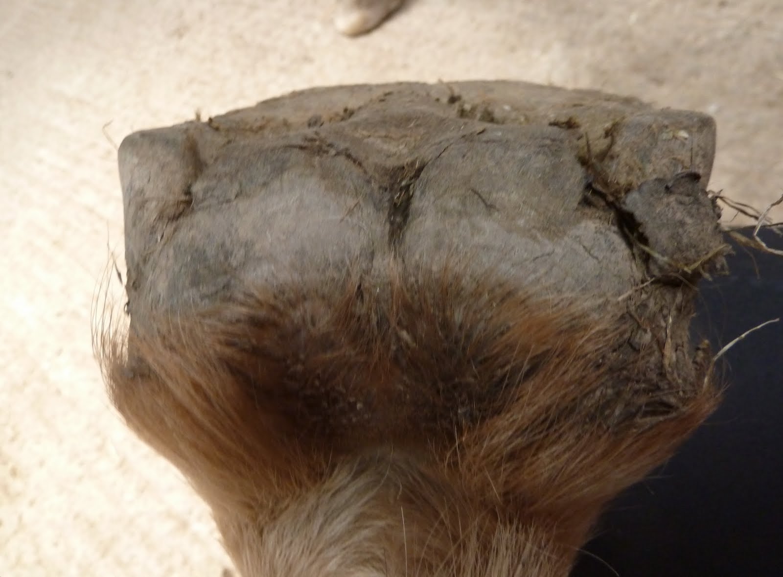 Rockley Farm: Lenny and how to get a healthier caudal hoof