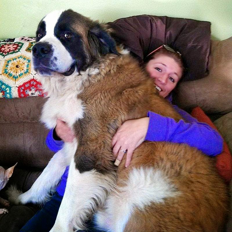 Mail2Day: Collection of 25 Huge Dogs Around the World