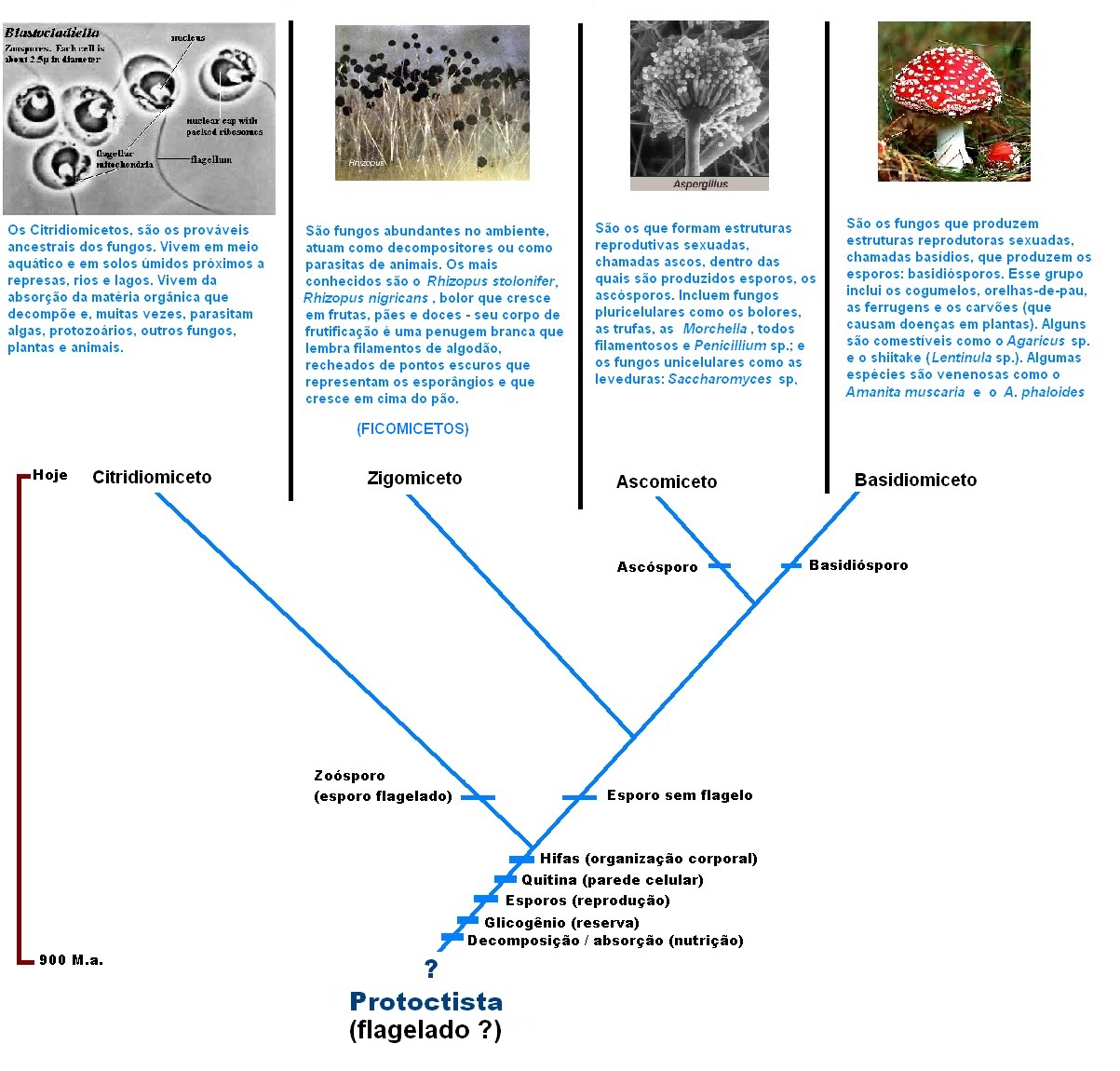 BIOLOGIA PARA A VIDA : MICOLOGIA: SISTEMÁTICA E CLASSIFICAÇÃO DOS ...