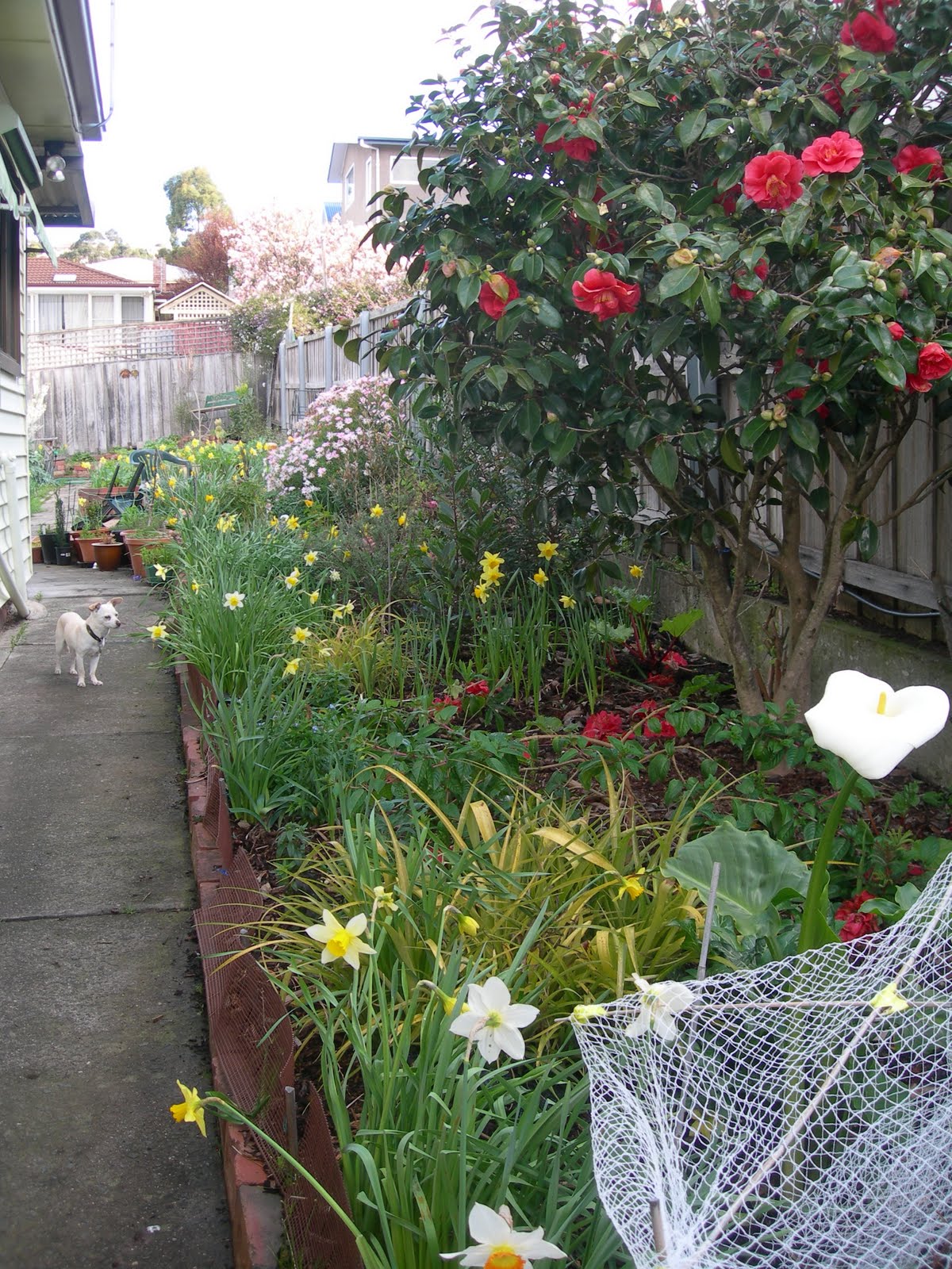 Polystyrene Garden Junkie