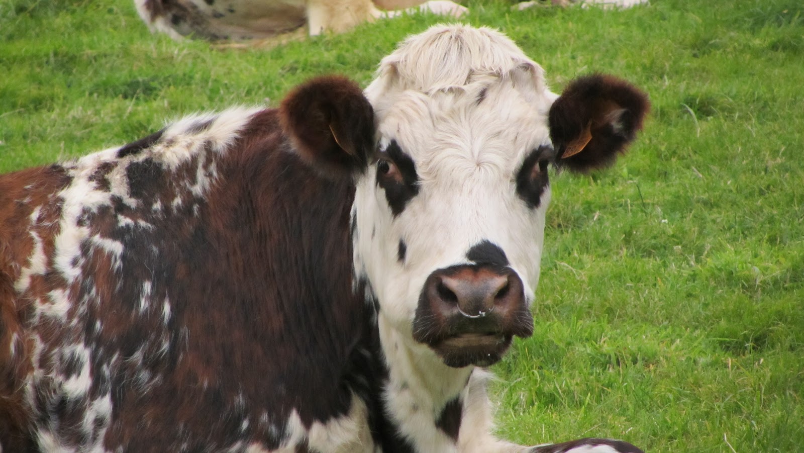 LA VACA NORMANDA: LA ESTRELLA DEL BLOG