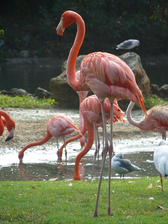 Pink: Flamingo